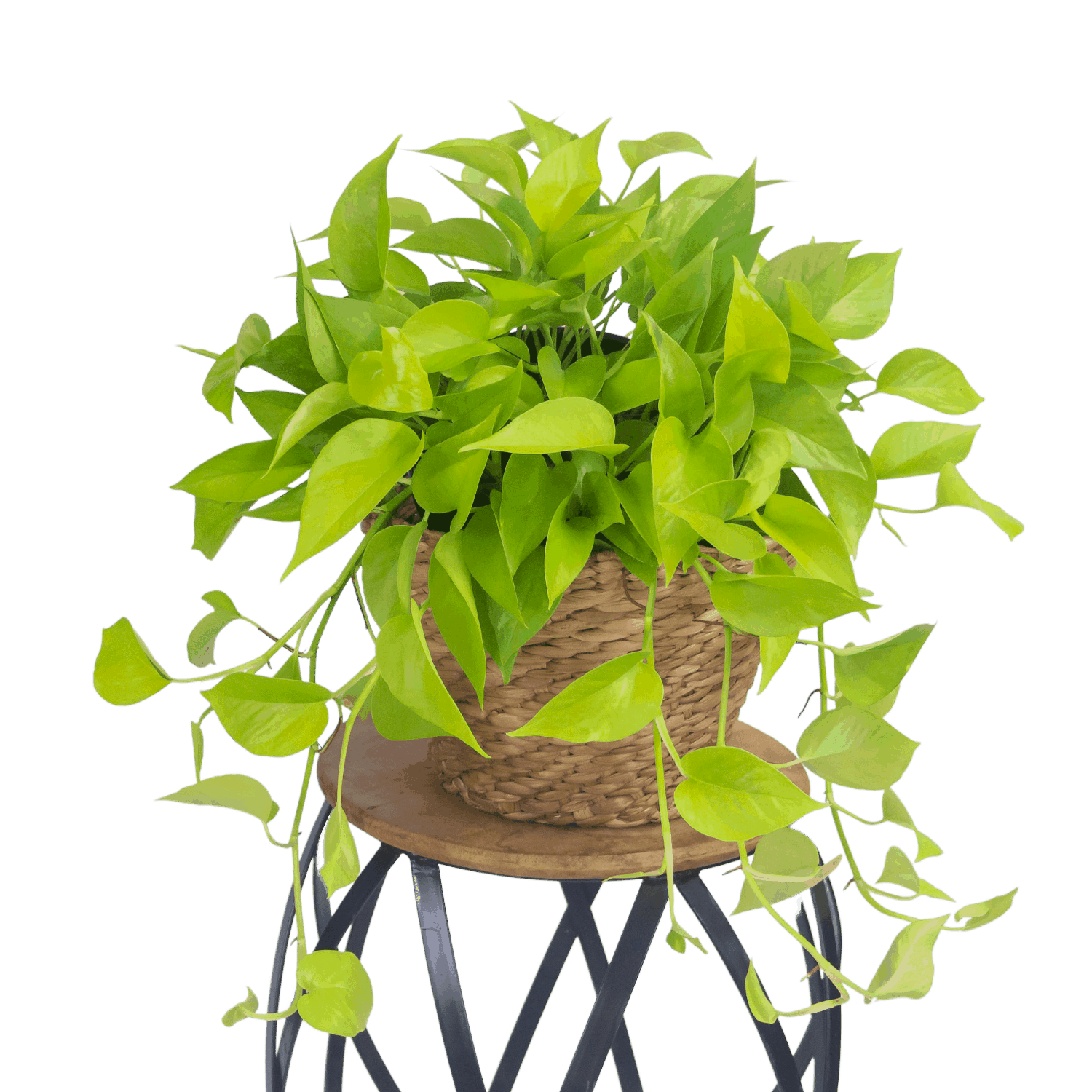 Planta Jiboia Neon: Cuidados Essenciais para Folhas Vibrantes