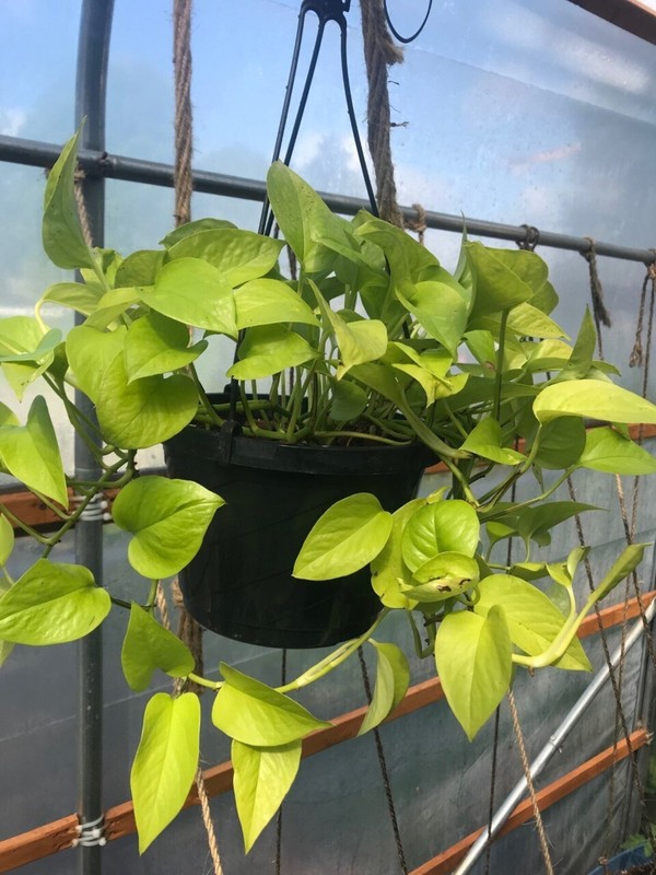 Planta Jiboia Neon: Cuidados Essenciais para Folhas Vibrantes